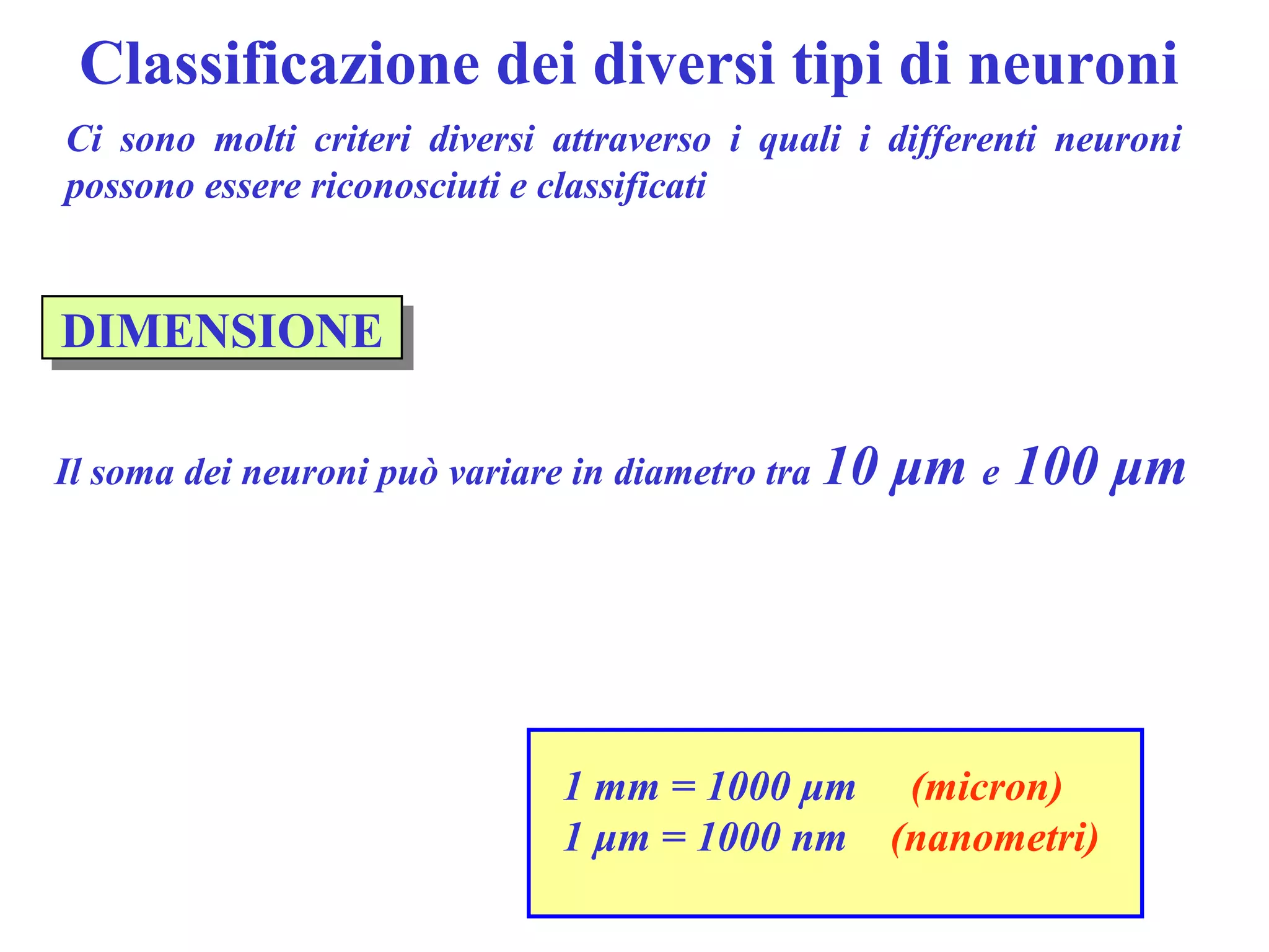 02 classificazione dei neuroni | PPT