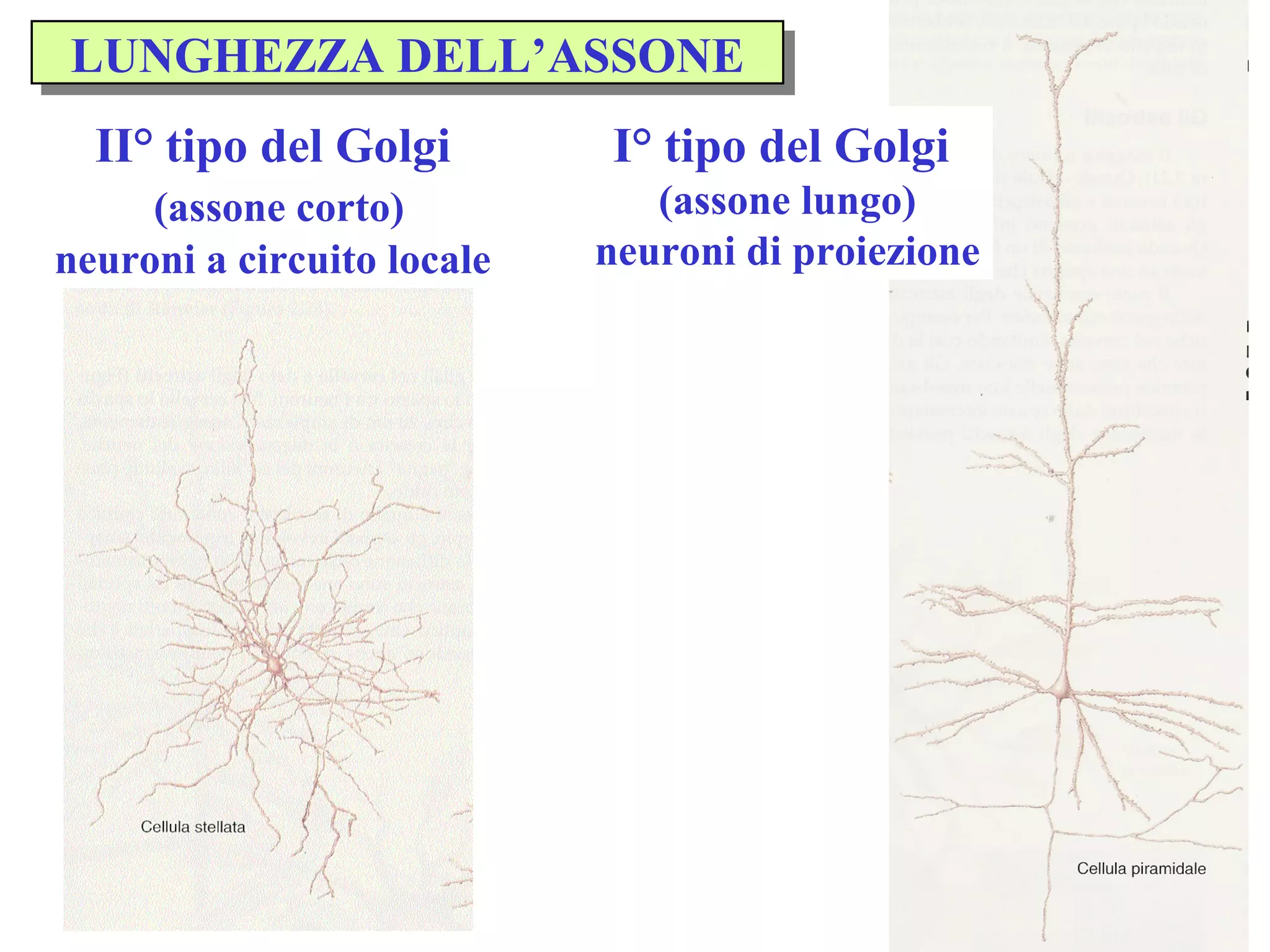 02 classificazione dei neuroni | PPT