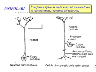 02 classificazione dei neuroni | PPT
