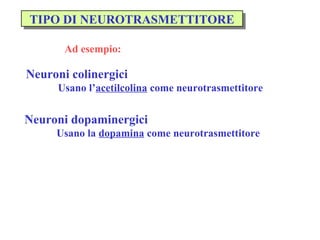 02 classificazione dei neuroni | PPT