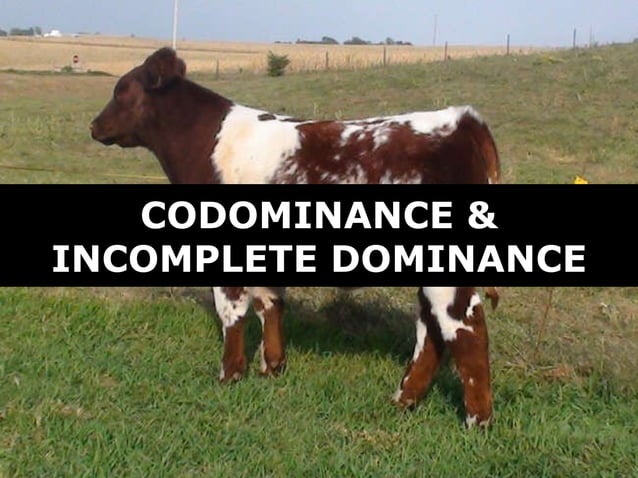 02 codominance incomplete dominance | PPT