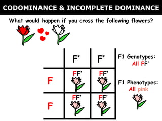02 codominance incomplete dominance | PPT