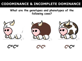 02 codominance incomplete dominance | PPT