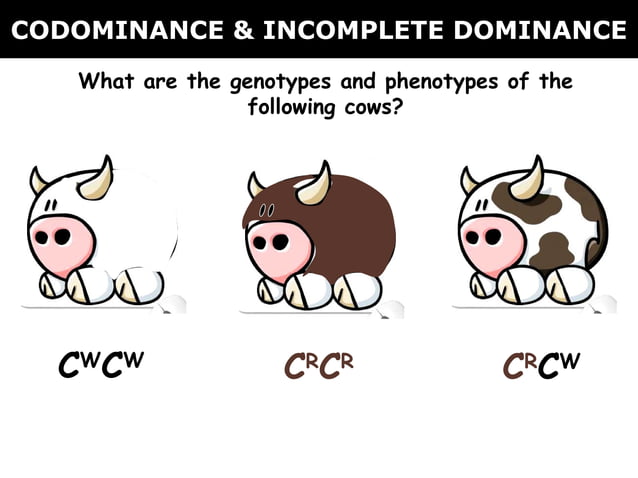 02 codominance incomplete dominance | PPT | Free Download