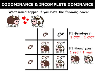02 codominance incomplete dominance | PPT