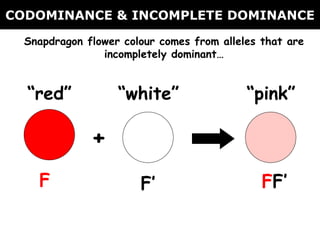 02 codominance incomplete dominance | PPT