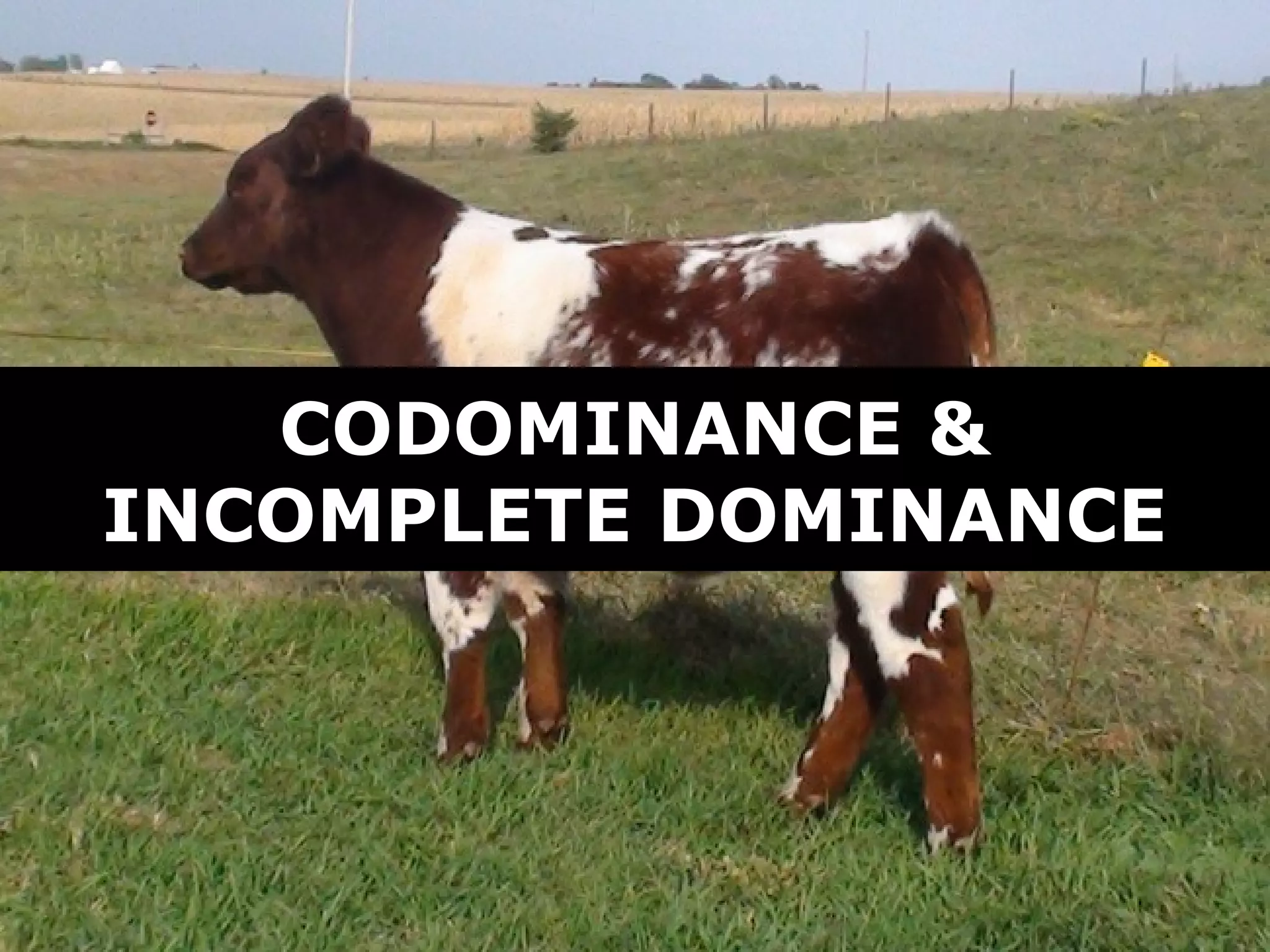 02 codominance incomplete dominance | PPT