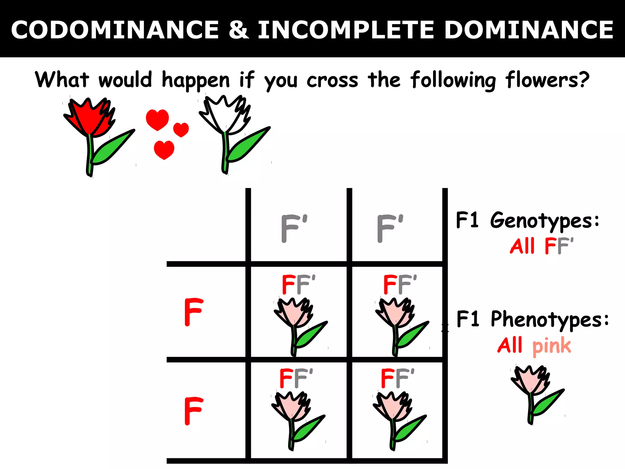 02 codominance incomplete dominance | PPT