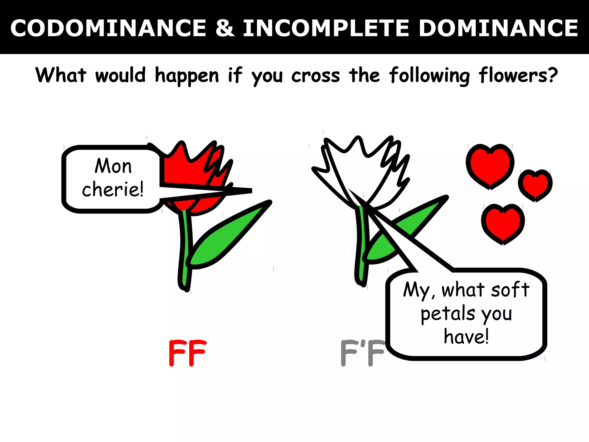 02 codominance incomplete dominance | PPT