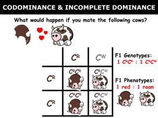 02 codominance incomplete dominance | PPT