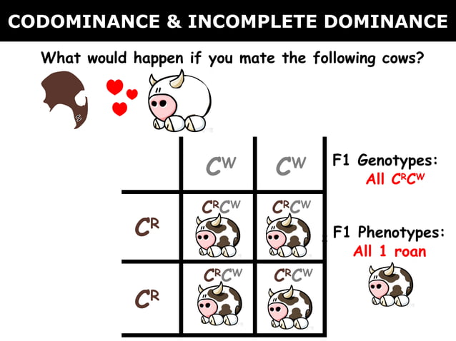02 codominance incomplete dominance | PPT