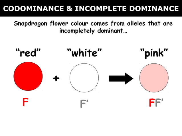 02 codominance incomplete dominance | PPT