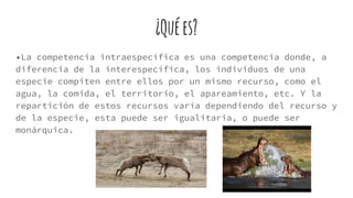 Competencia Ecologia