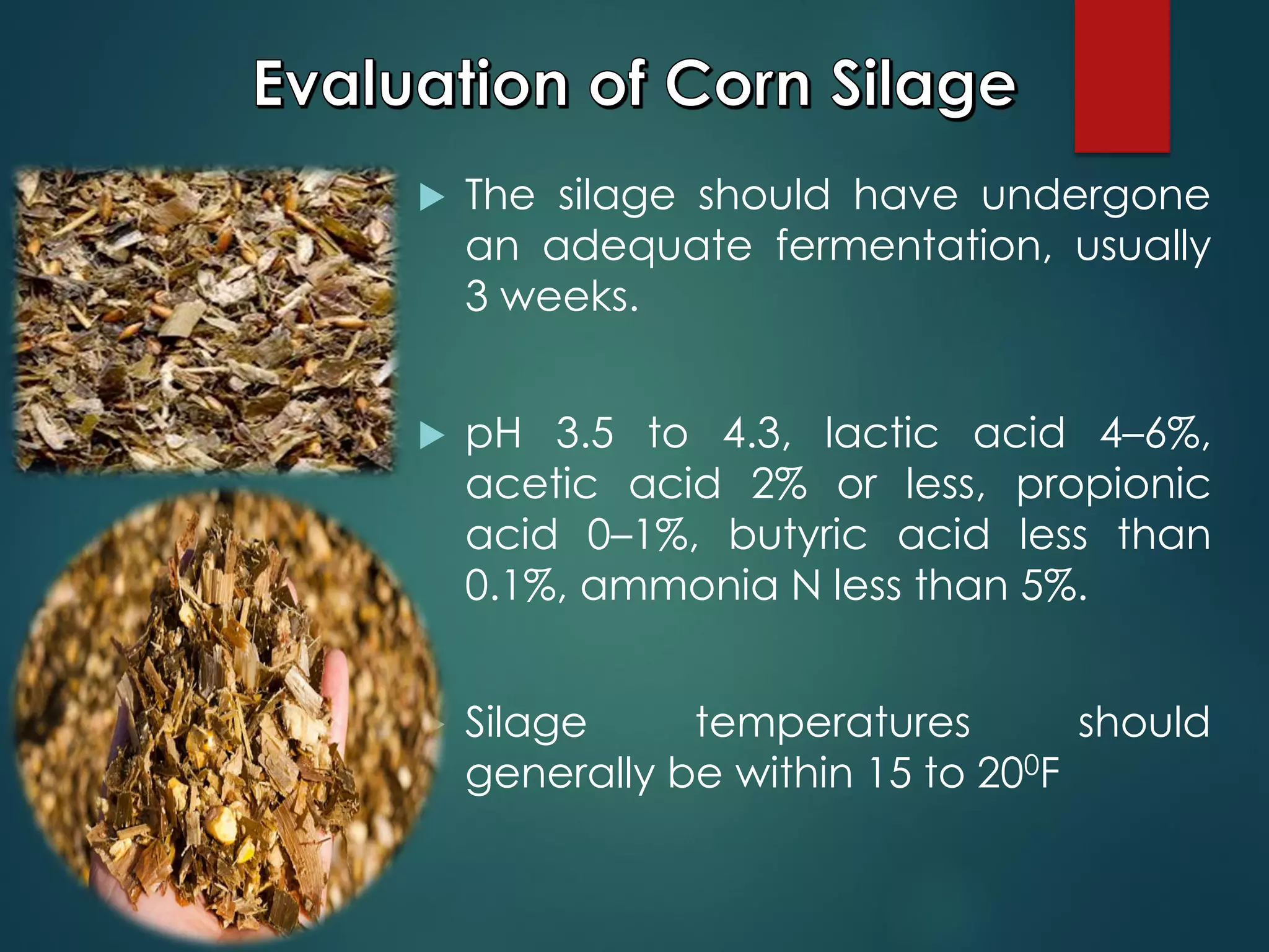 Corn Silage Production / Nilo Padilla | PDF