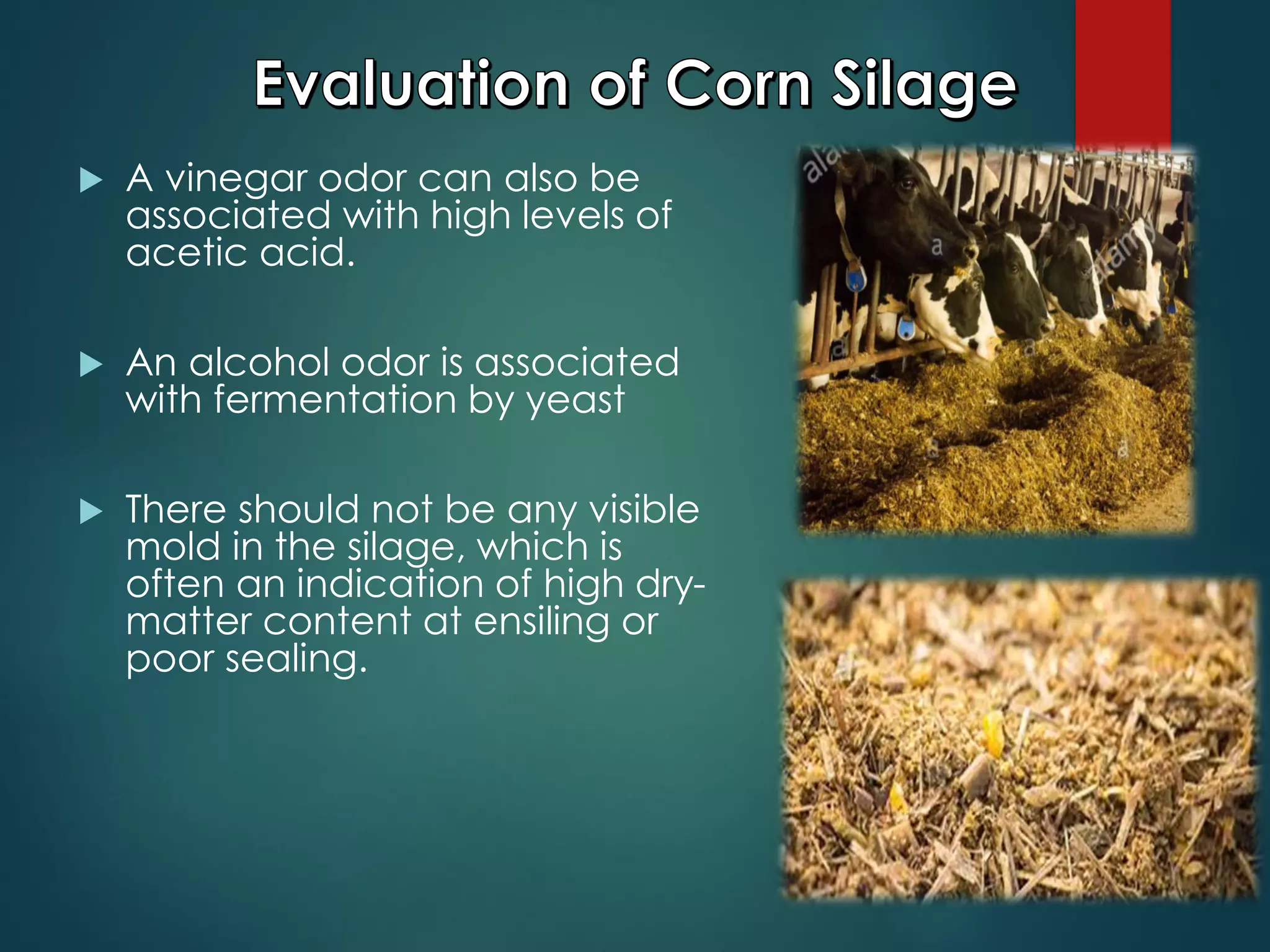 Corn Silage Production / Nilo Padilla | PDF