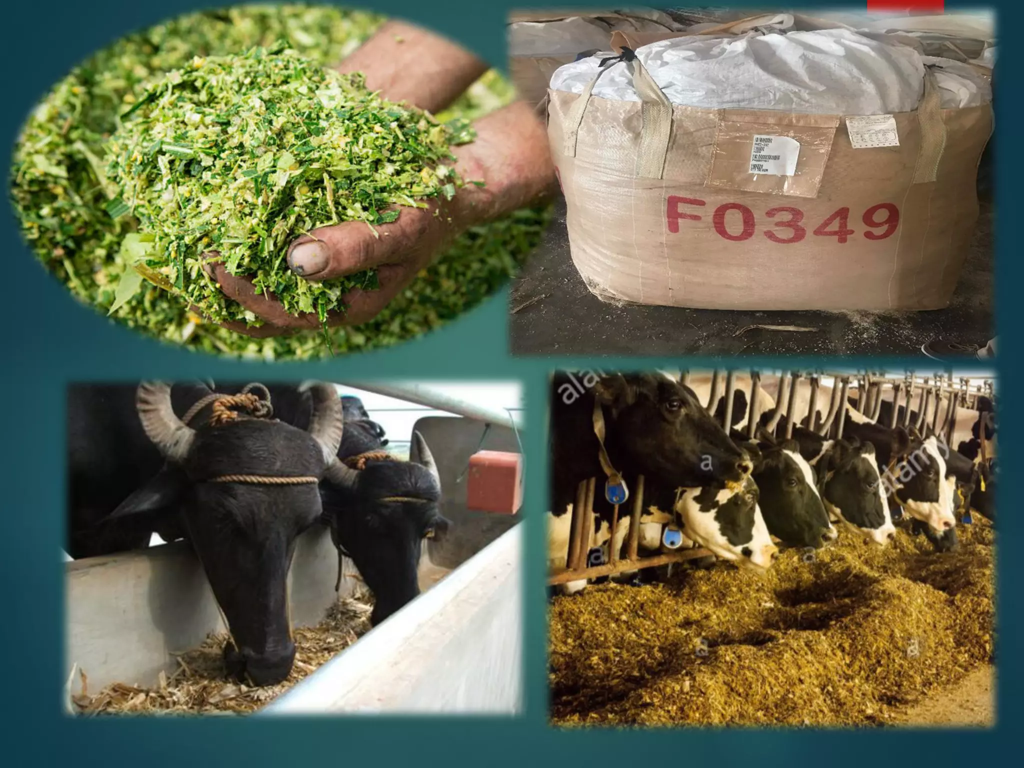 Corn Silage Production / Nilo Padilla | PDF