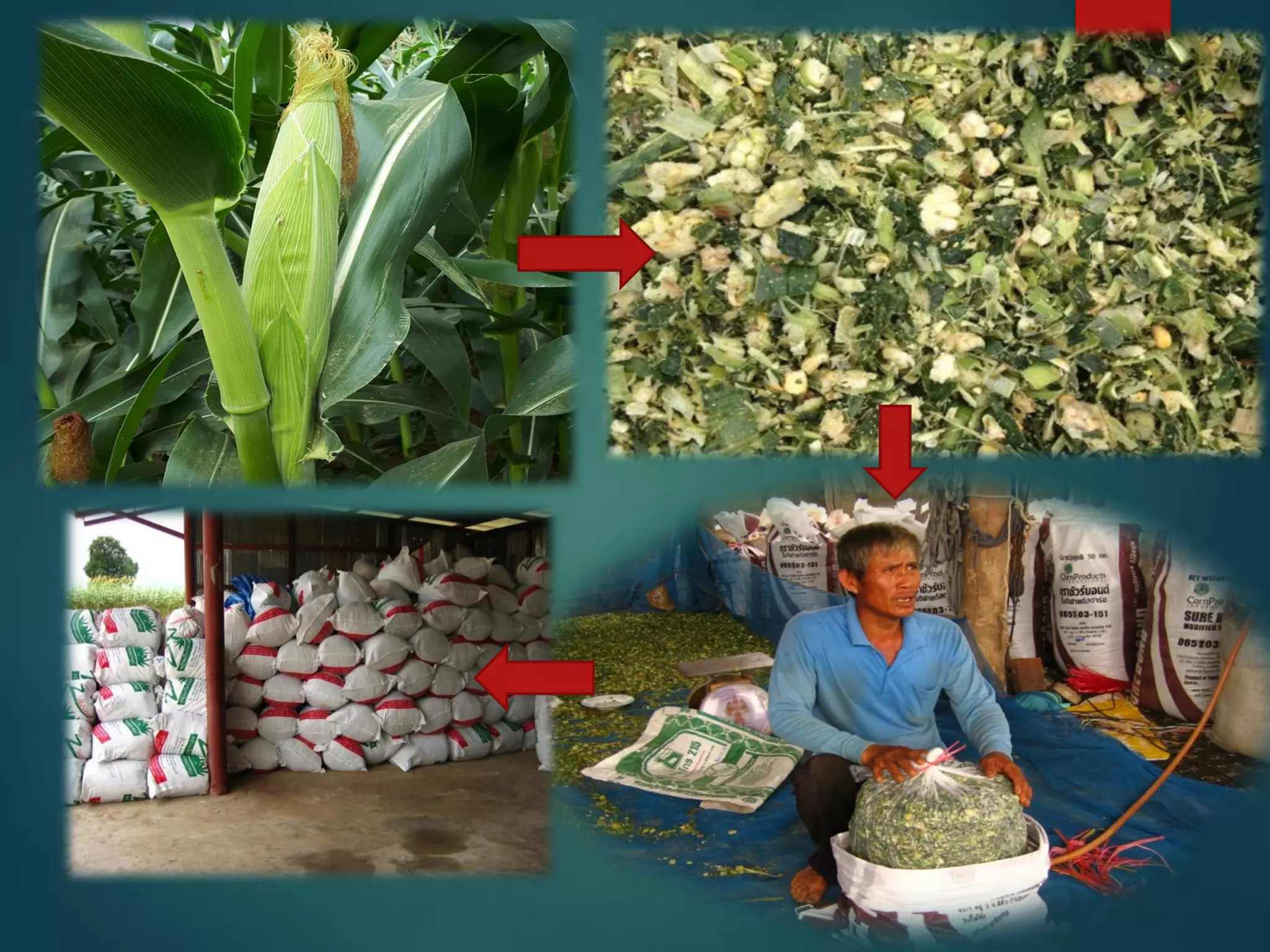 Corn Silage Production / Nilo Padilla | PDF