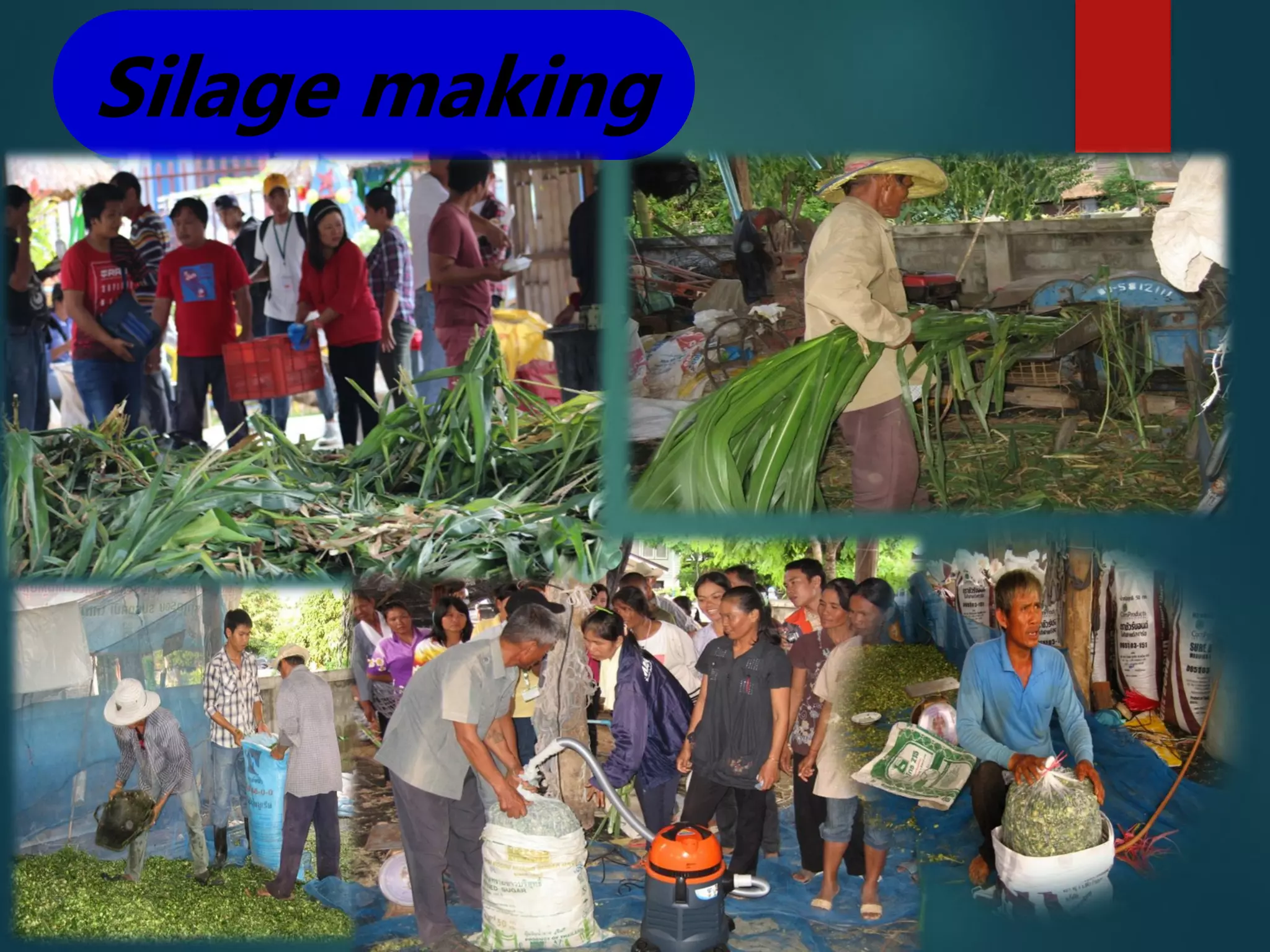 Corn Silage Production / Nilo Padilla | PDF