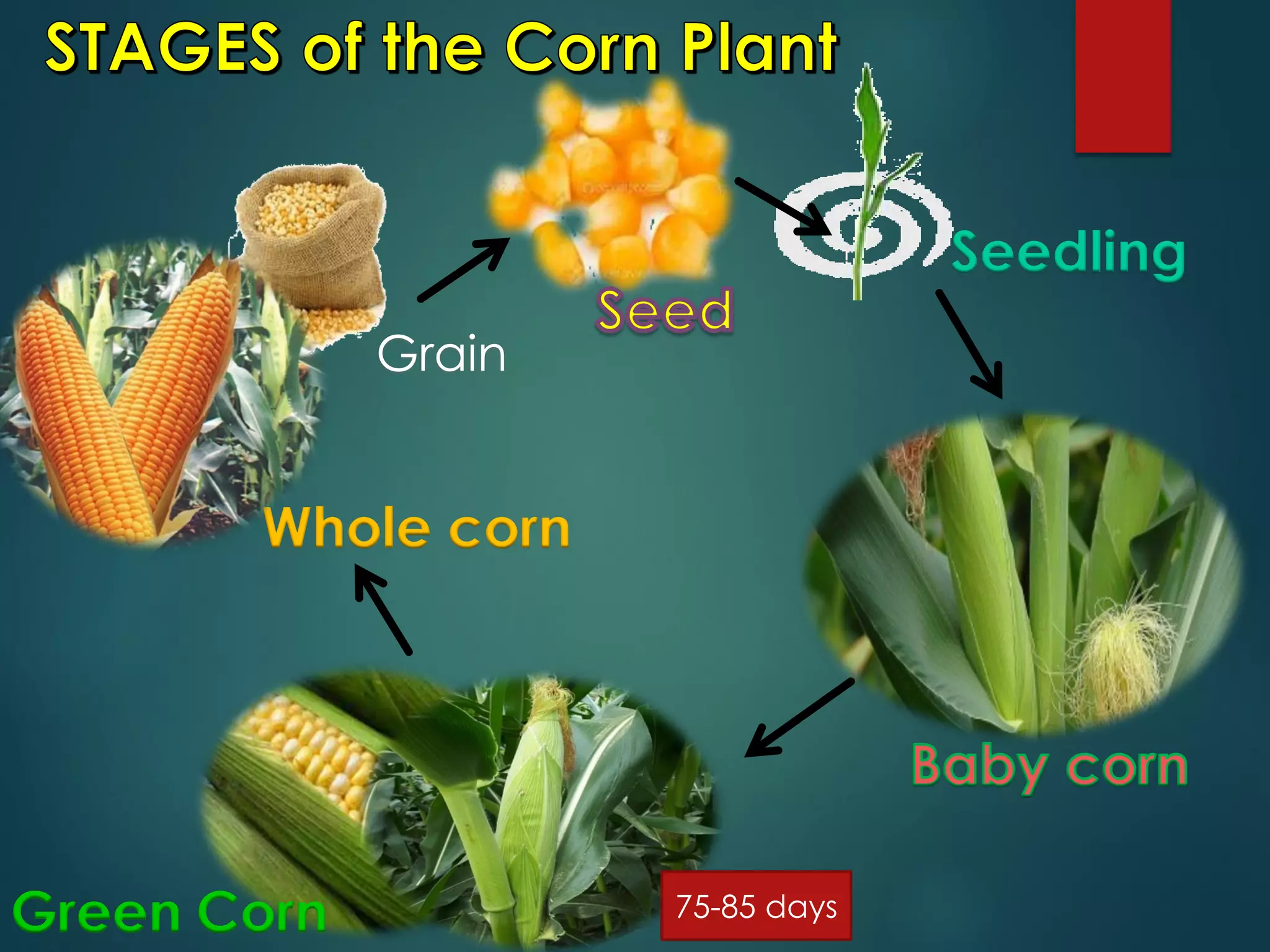 Corn Silage Production / Nilo Padilla | PDF