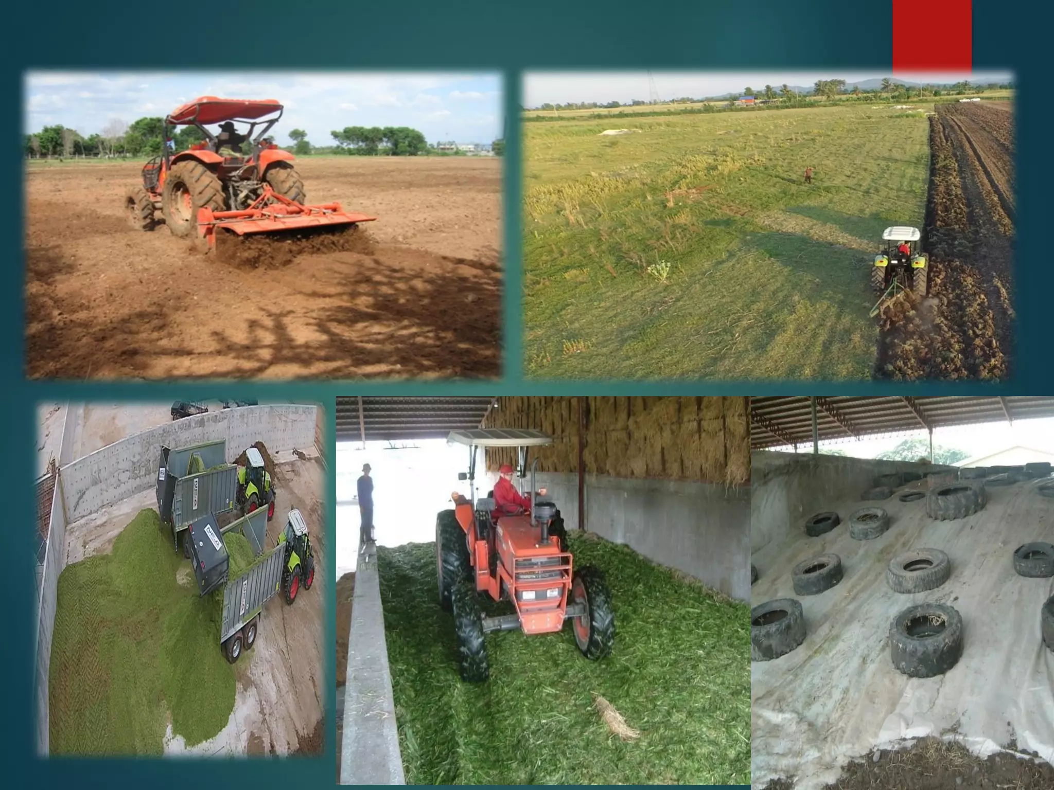 Corn Silage Production / Nilo Padilla | PDF