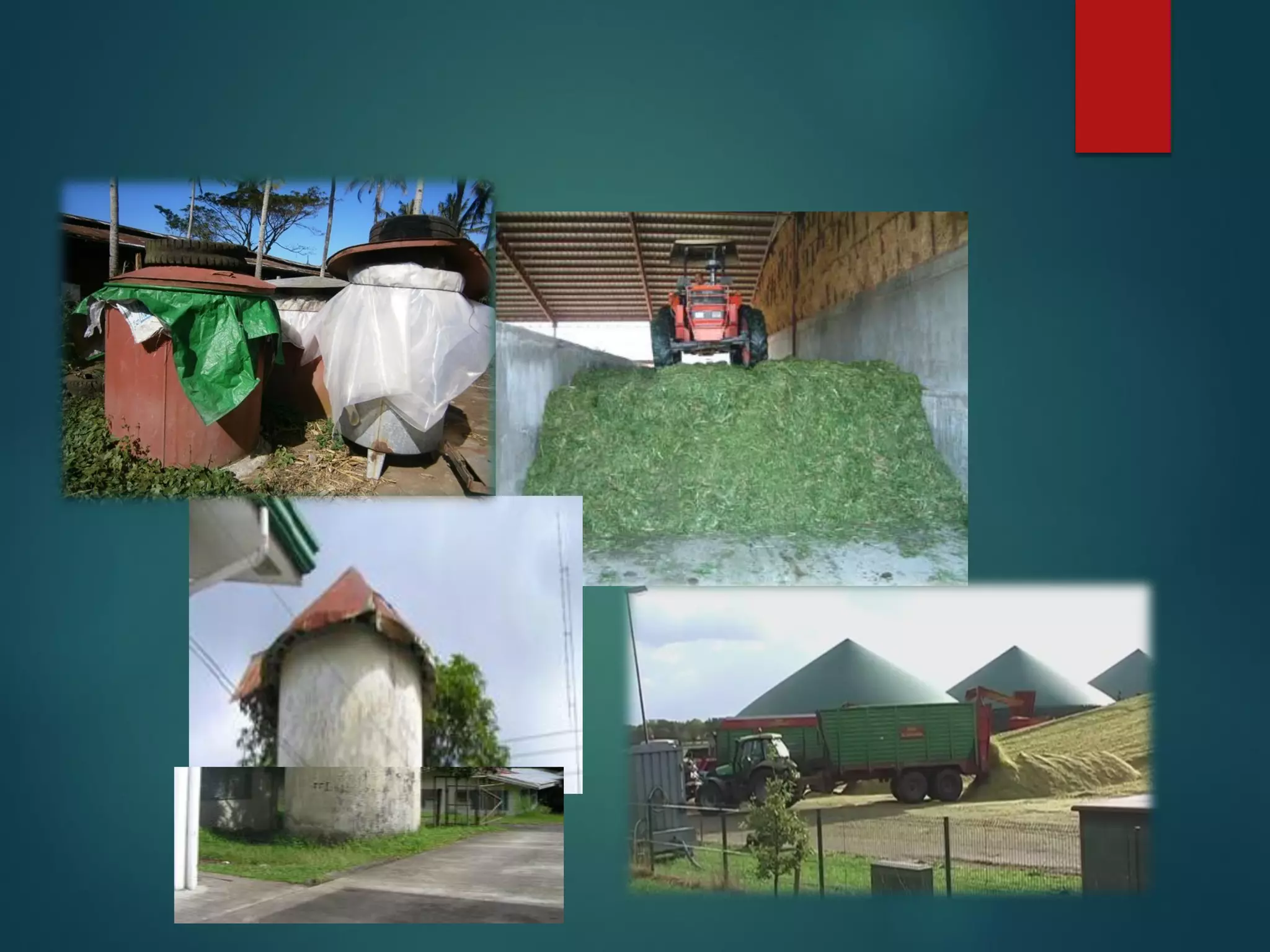 Corn Silage Production / Nilo Padilla | PDF