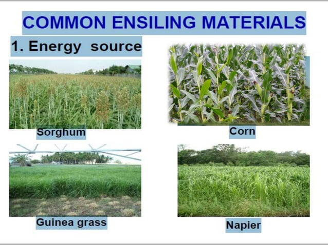 Corn Silage Production / Nilo Padilla | PDF