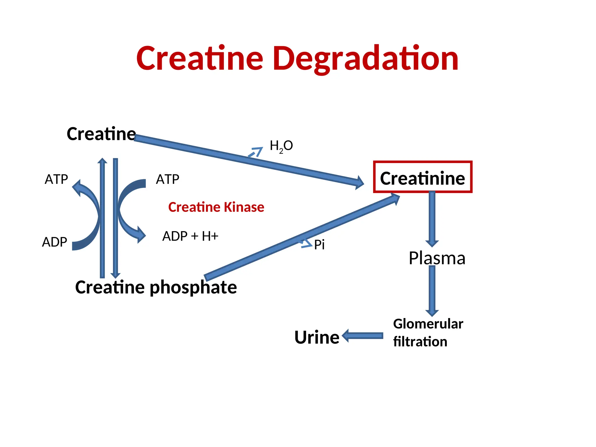 02 Creatine_metabolism 2011 biochemistry | PPT