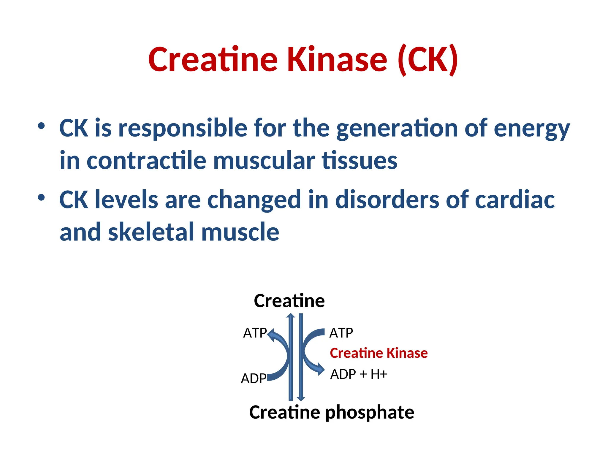 02 Creatine_metabolism 2011 biochemistry | PPT