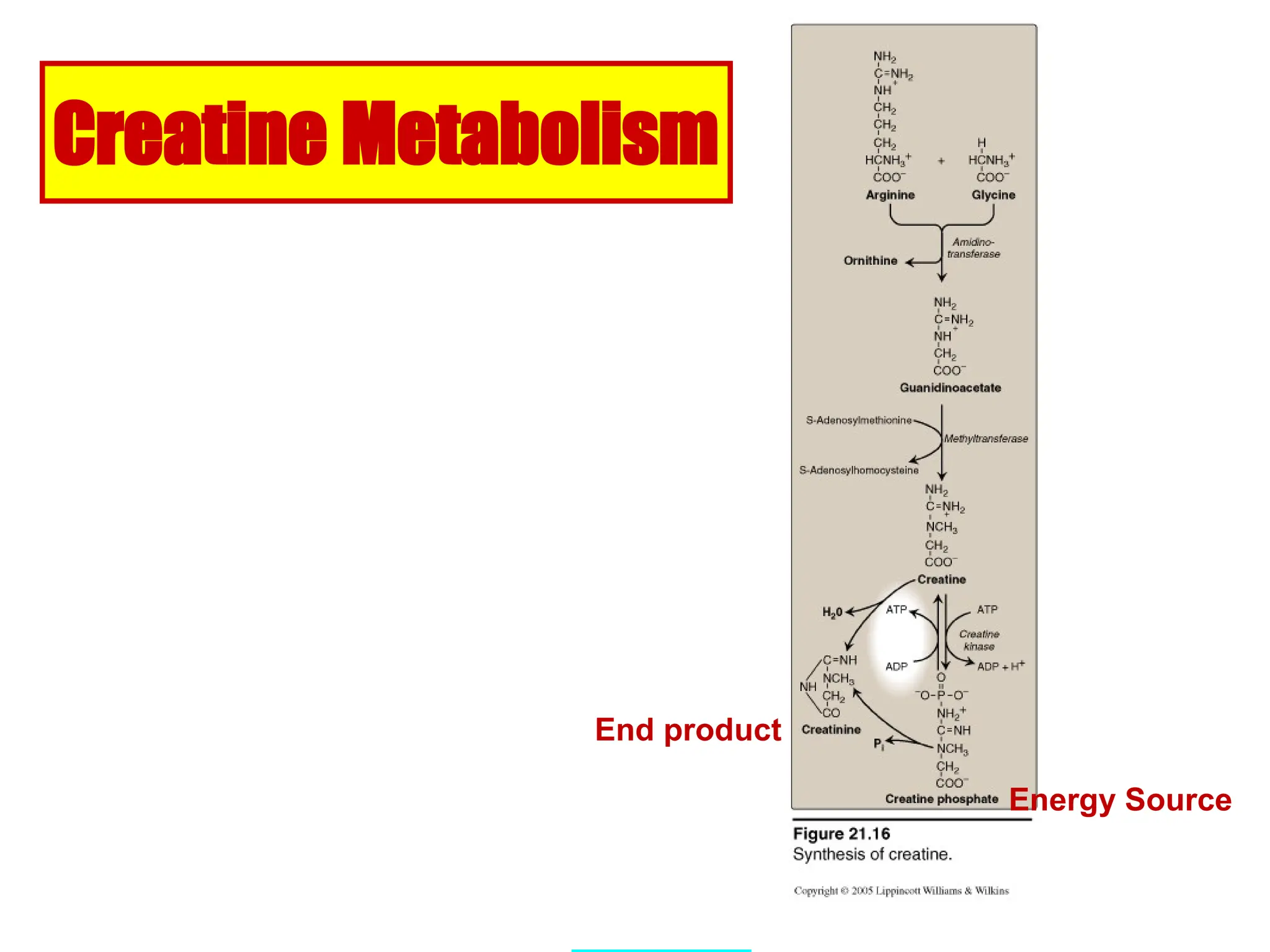 02 Creatine_metabolism 2011 biochemistry | PPT