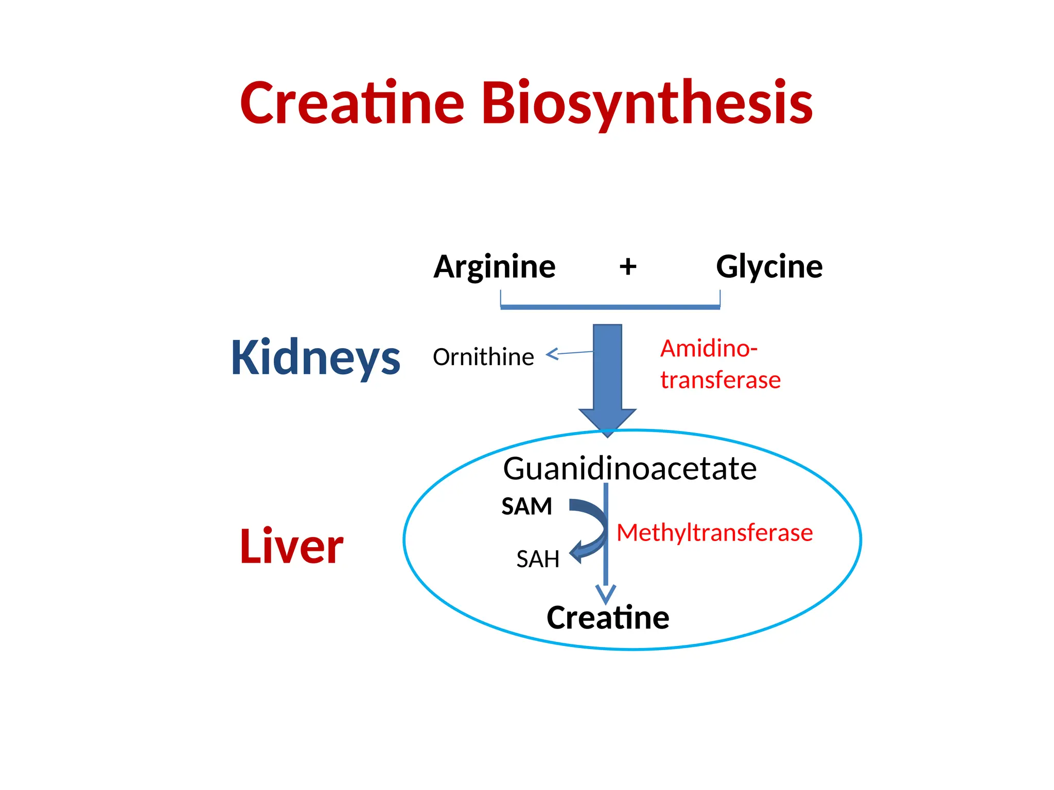 02 Creatine_metabolism 2011 biochemistry | PPT