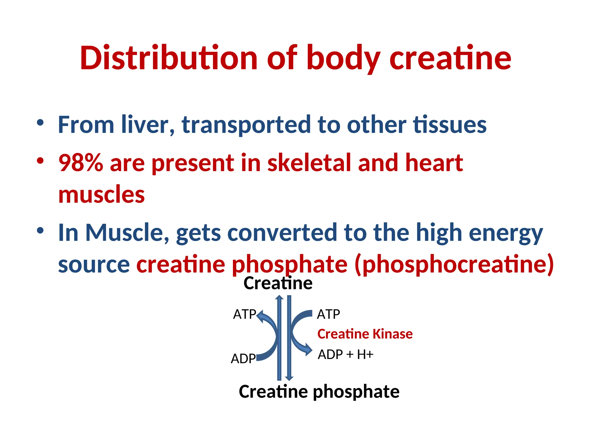 02 Creatine_metabolism 2011 biochemistry | PPT
