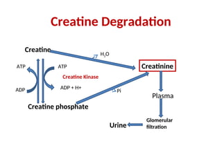 02 Creatine_metabolism 2011 biochemistry | PPT