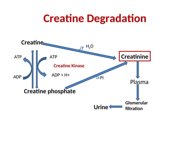 02 Creatine_metabolism 2011 biochemistry | PPT