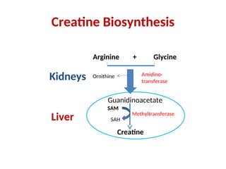 02 Creatine_metabolism 2011 biochemistry | PPT