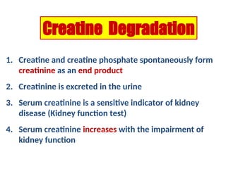 02 Creatine_metabolism 2011 biochemistry | PPT