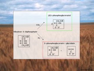 02 Crop Adaptations | PPT