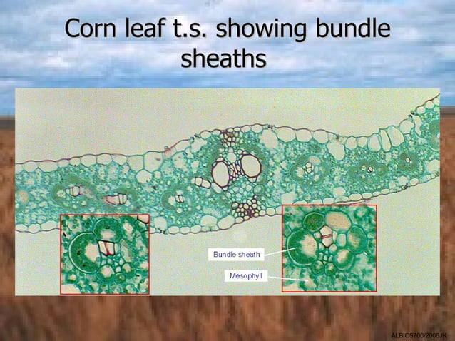 02 Crop Adaptations | PPT