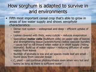 02 Crop Adaptations | PPT