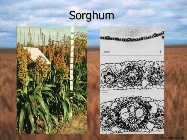 02 Crop Adaptations | PPT