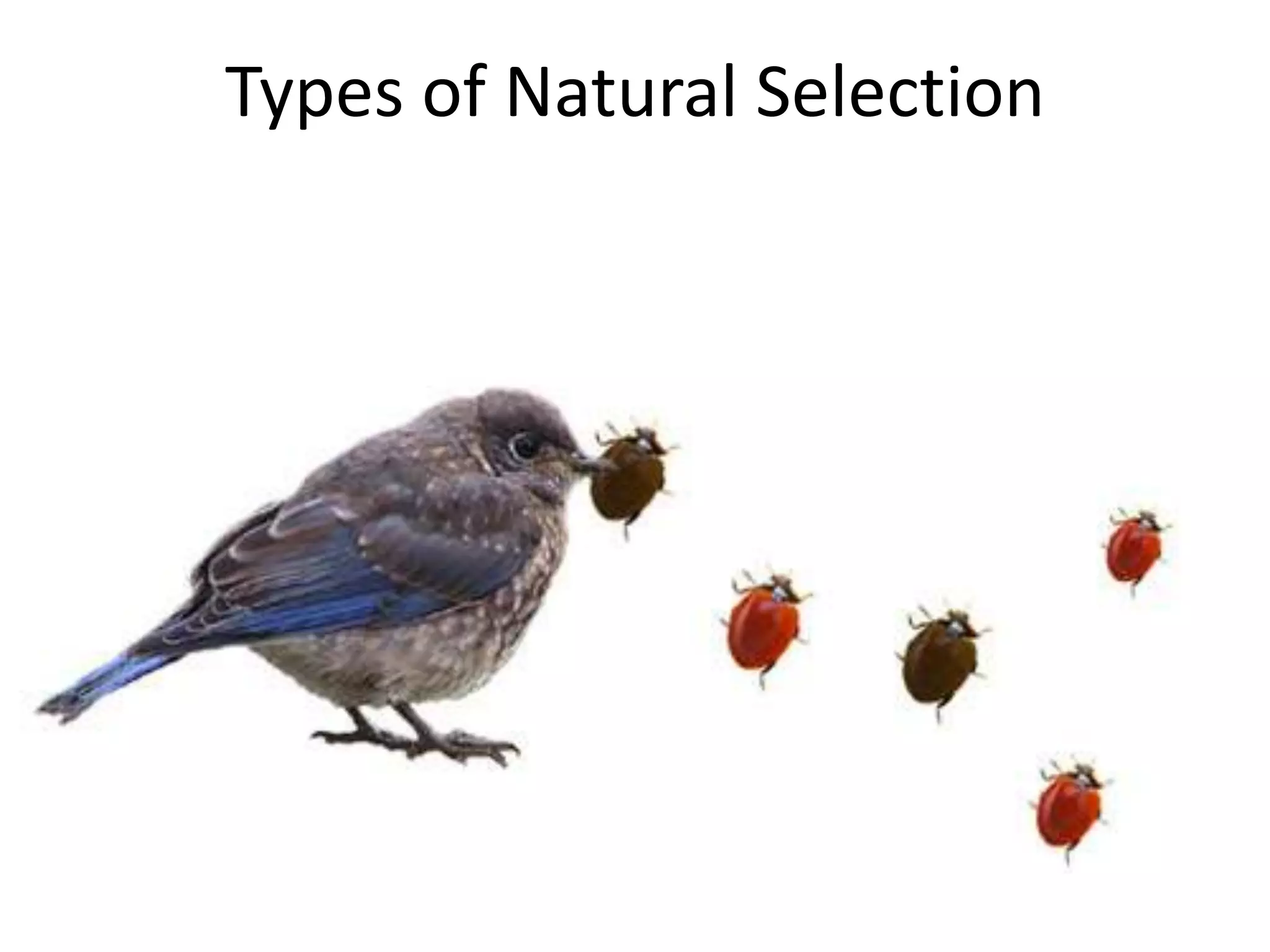 02c types of natural selection | PPTX
