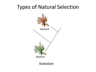 02c types of natural selection | PPTX