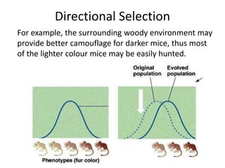 Directional Selection Example In Animals