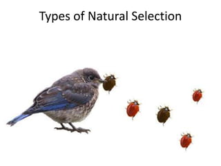 02c types of natural selection | PPTX