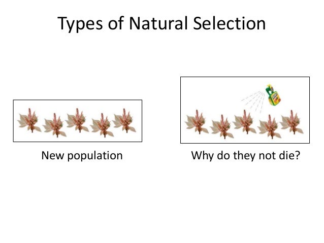 02c types of natural selection