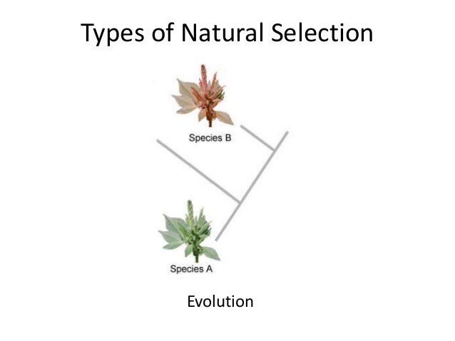 02c types of natural selection