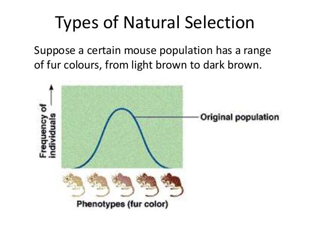 02c types of natural selection