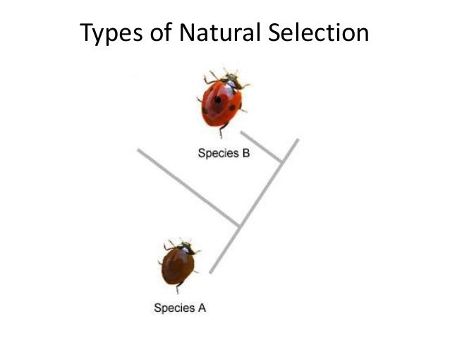 02c types of natural selection