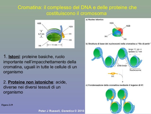 02 dna materiale genetico