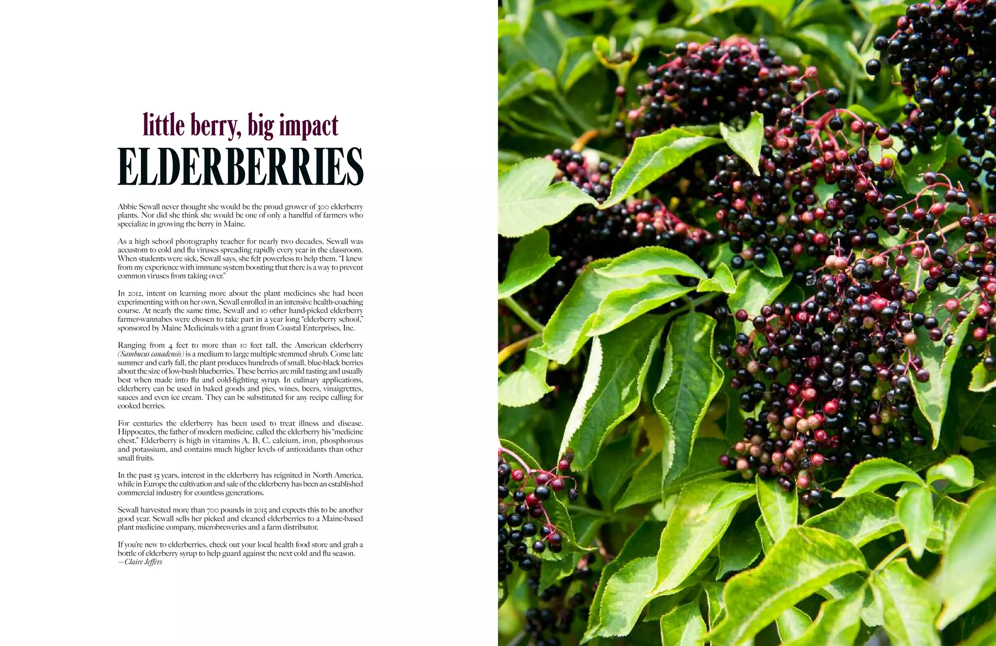ZEST.Elderberries.M-J.2016 copy | PDF