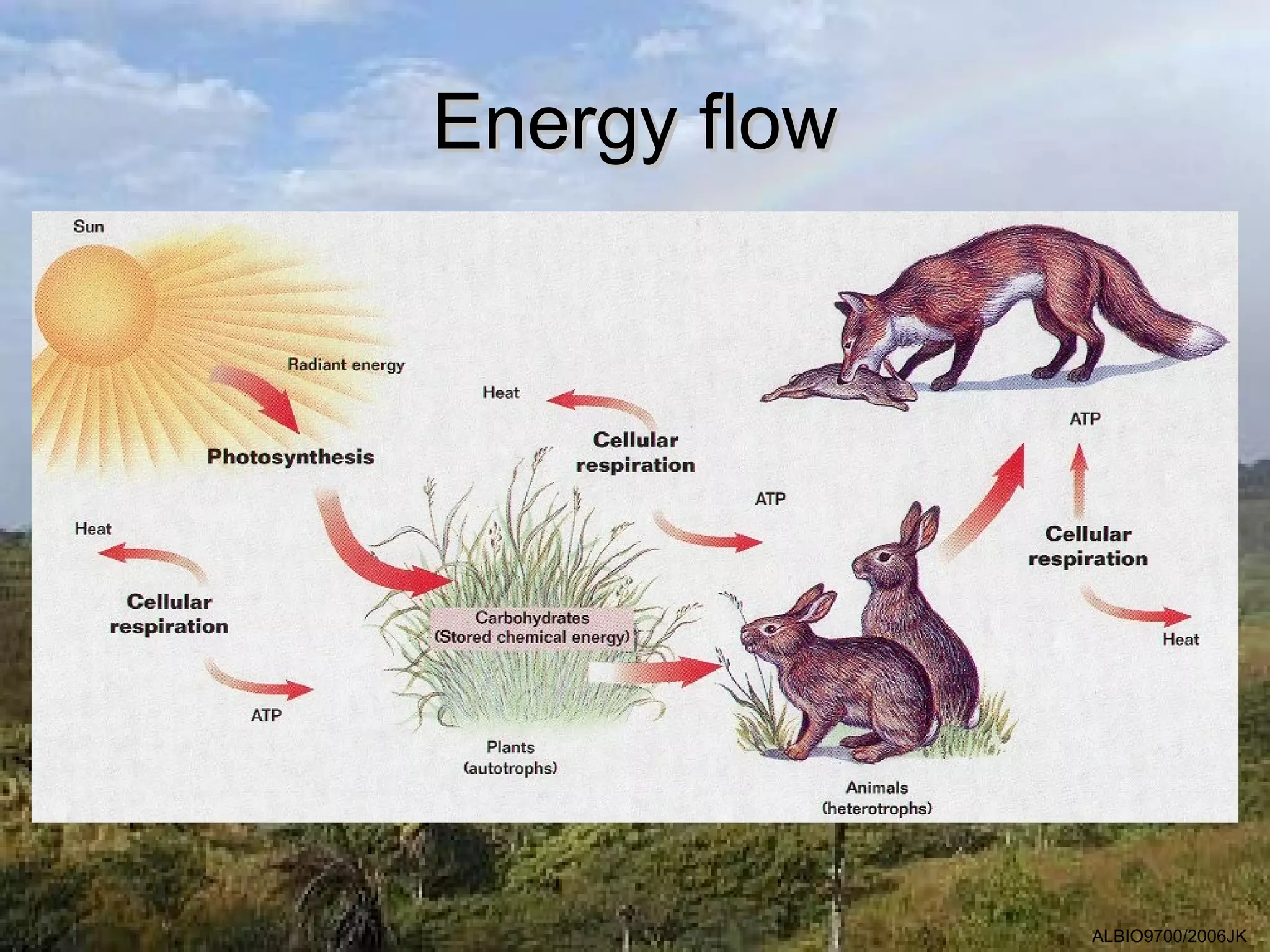 02 Energy Flow through Ecosystems | PPT